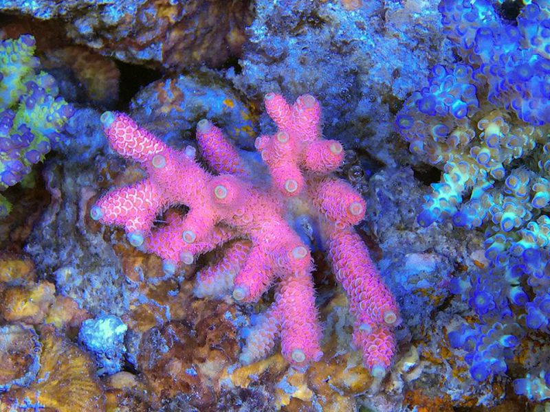 Reefs that run the FM Zeolight System | Reef2Reef