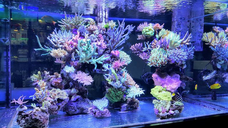 Das Fauna Marin Seawater Research Lab www.korallenriff.de